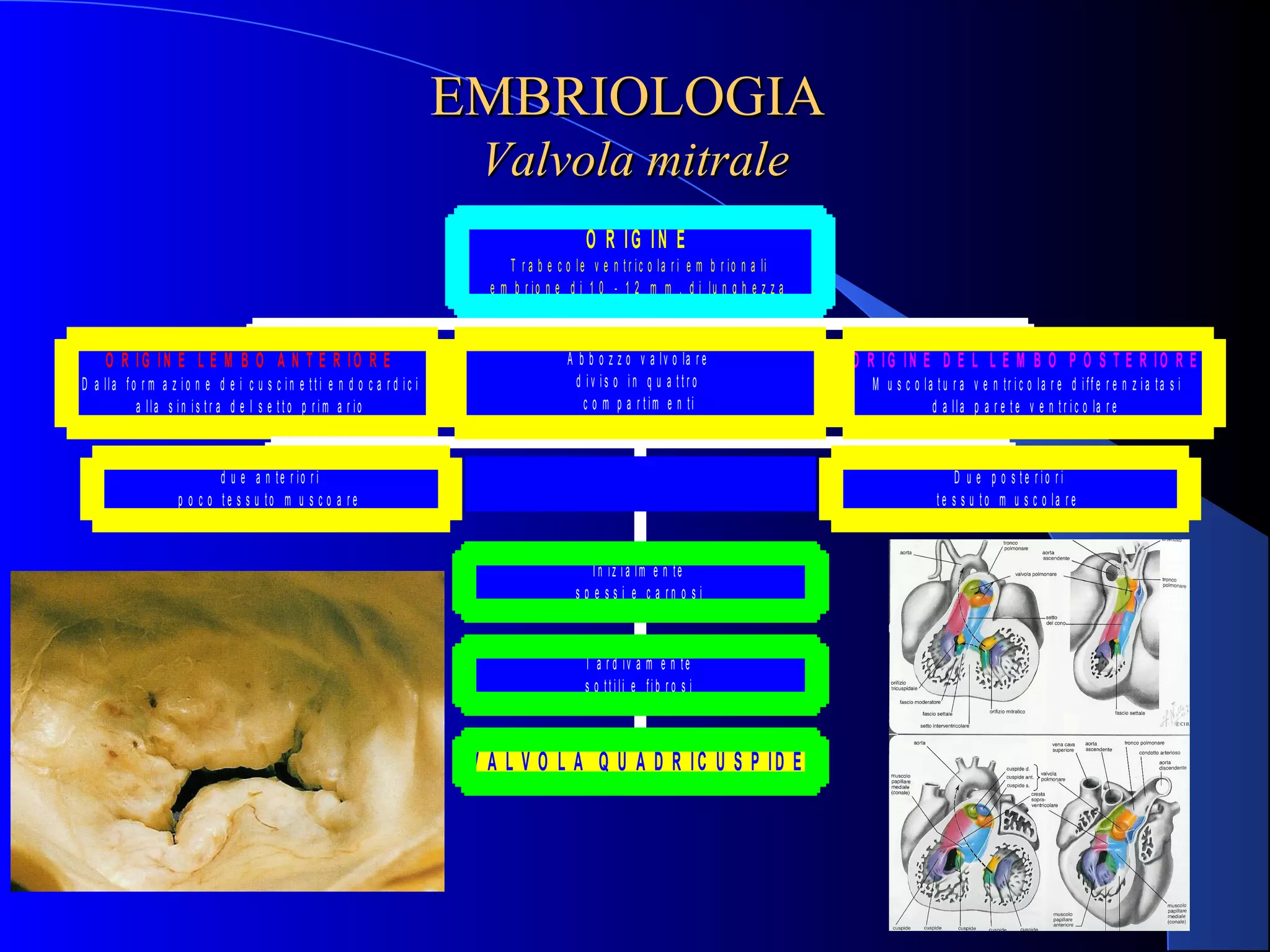 Tecnica plastica mitrale | PPT