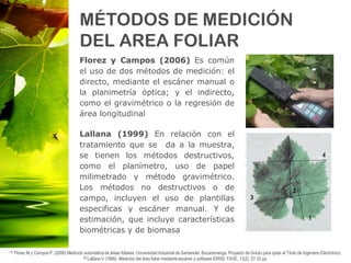 Aplicación de las Técnicas de Medición del Área Foliar | PDF