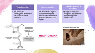 TECNICAS INMUNOHISTOQUIMICAS.pptx