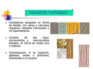 TECNOLOGIA DE GRANOS Y SEMILLAS. FUSARIUM SP..ppt