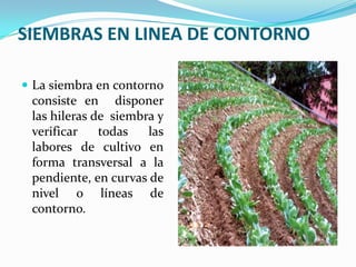 Tecnologia del suelo siembra en cortorno | PPTX