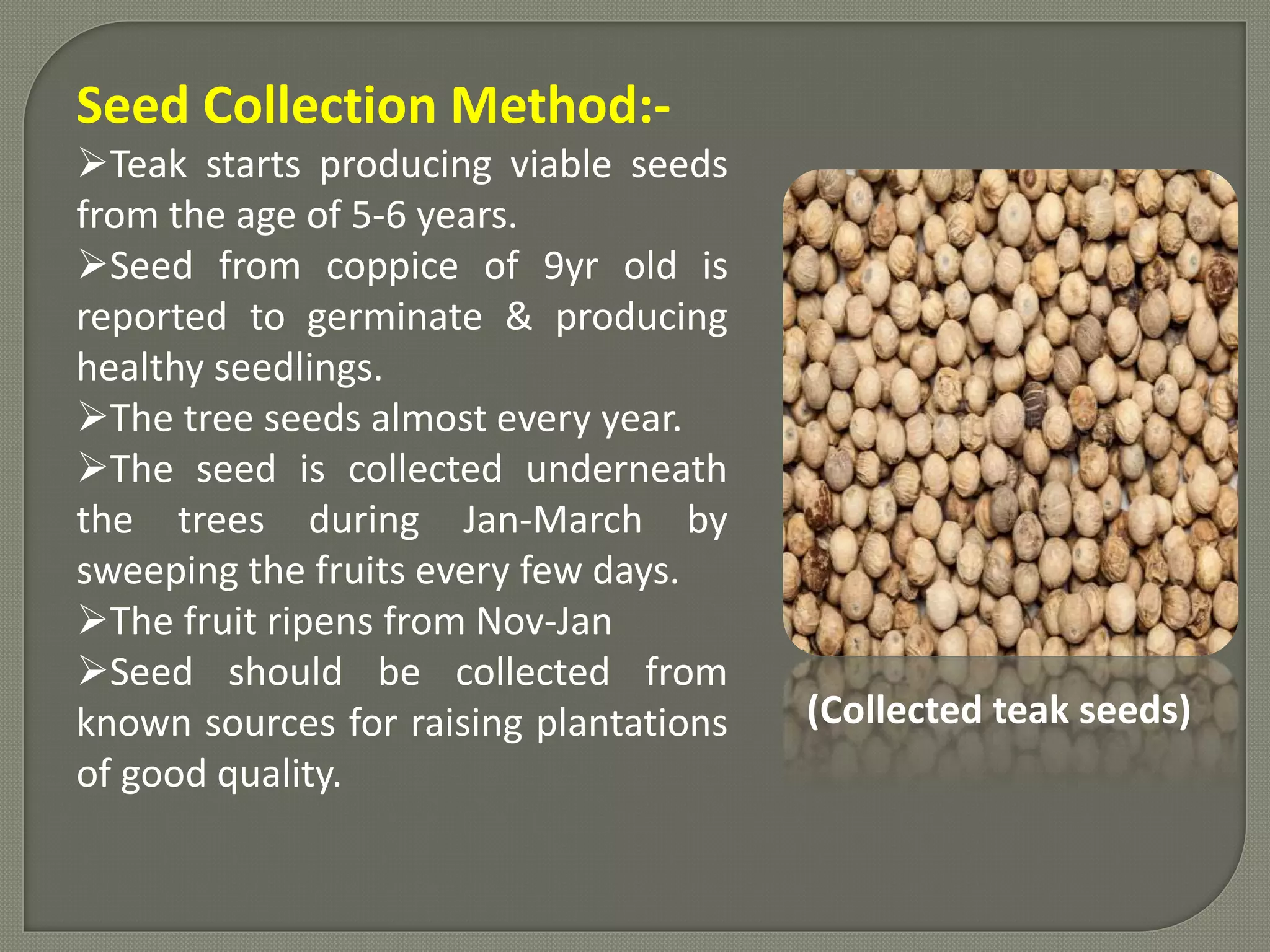 Tectona grandis , seed collection and their treatment | PPTX