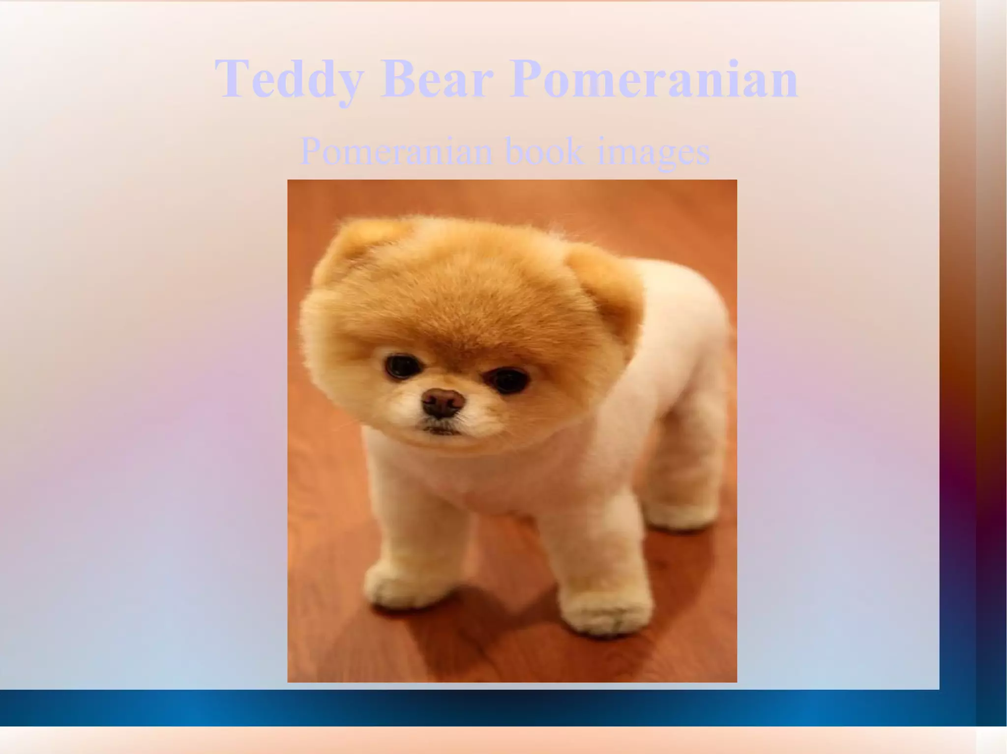 Teddy pomeranian | PPT