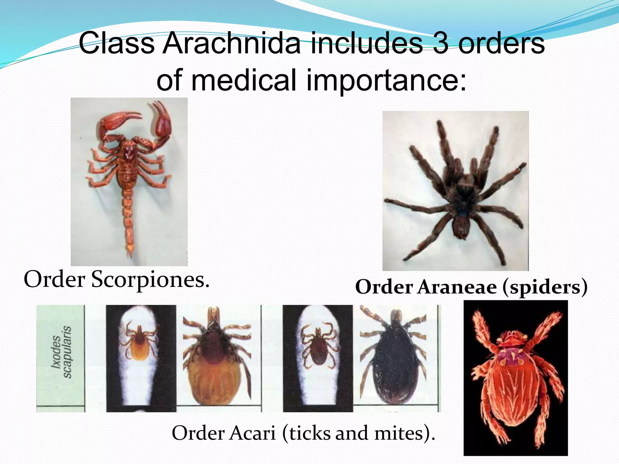 medical importance of ARTHROPODS | PPTX
