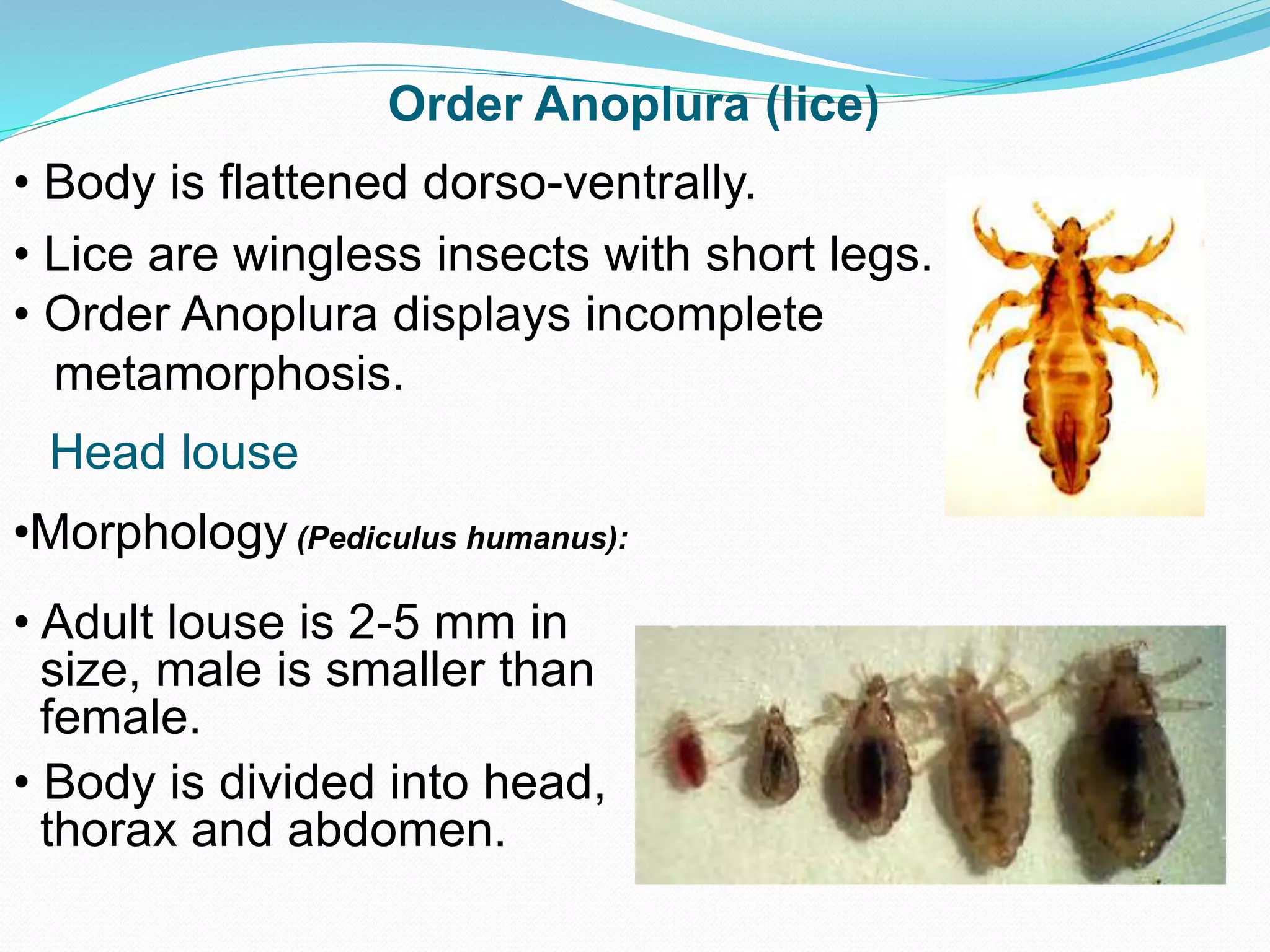 medical importance of ARTHROPODS | PPTX
