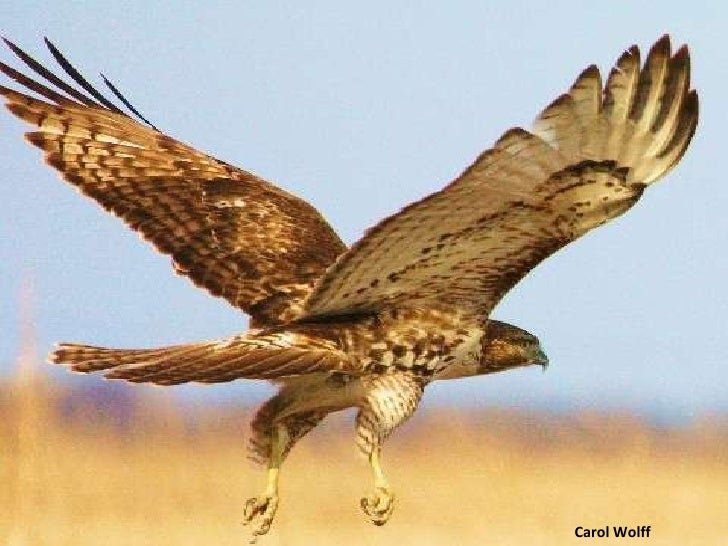 Ted Hughes, Hawk Roosting