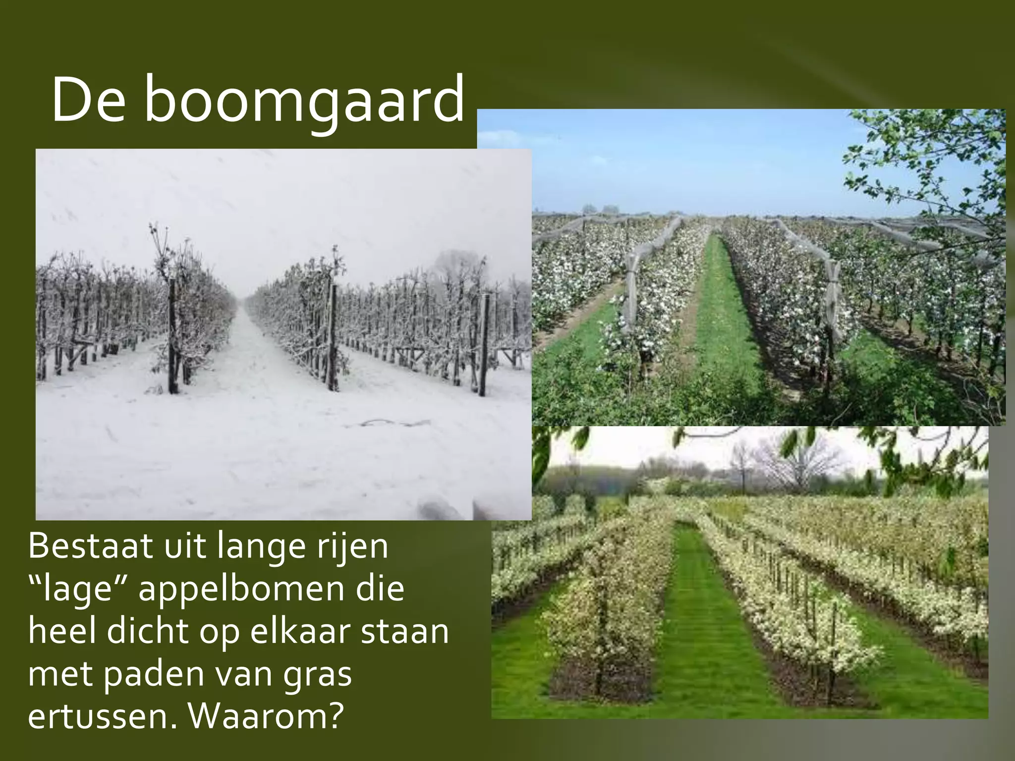 Teelt van appels.pptx