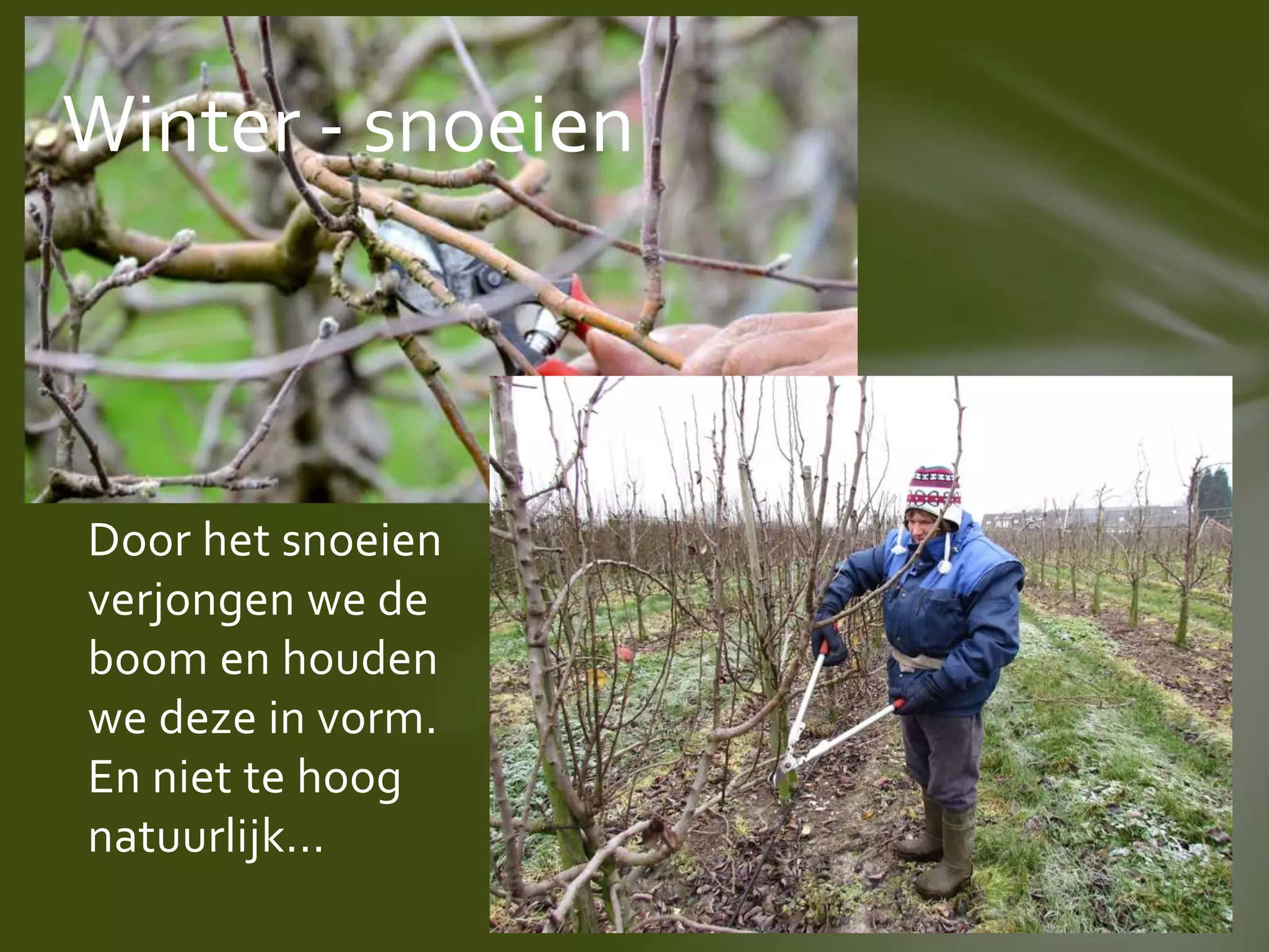Teelt van appels.pptx