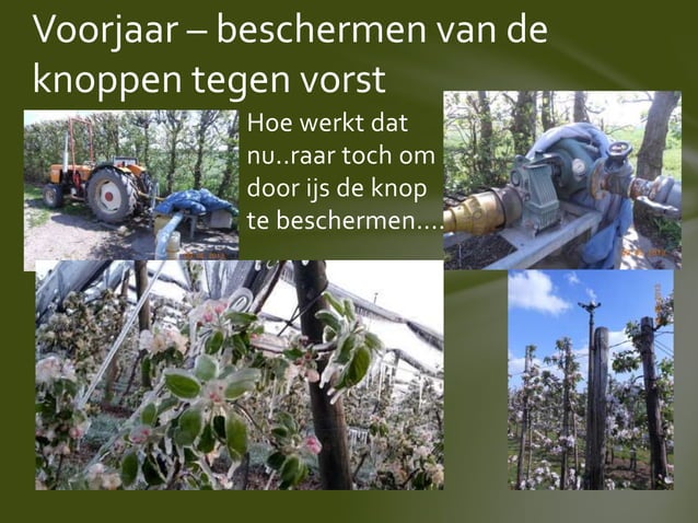 Teelt van appels.pptx