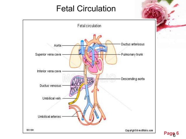 FETAL CIRCULATION | PPTX | Pregnancy | Reproductive Health