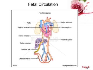 Fetal Circulation Made Easy
