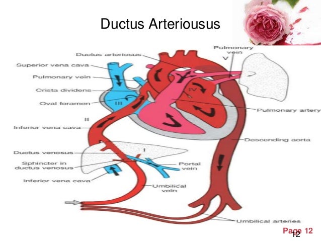 Fetal Circulation – DR. TRYNAADH
