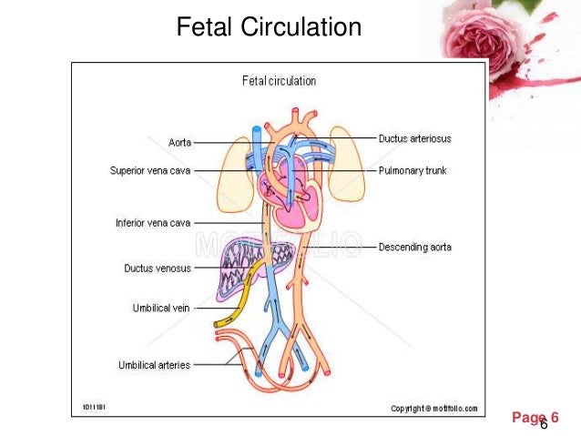 Fetal Circulation