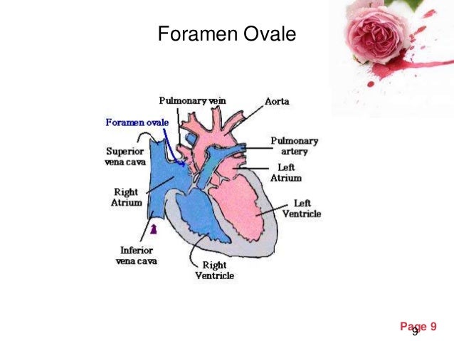 Fetal Circulation – DR. TRYNAADH