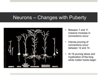 The Teen Brain: Still Under Construction | PPTX