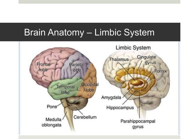 The Teen Brain: Still Under Construction | PPTX