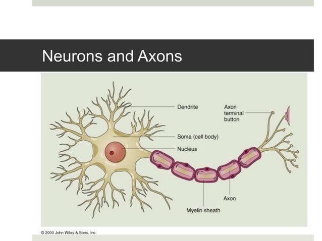 The Teen Brain: Still Under Construction | PPTX