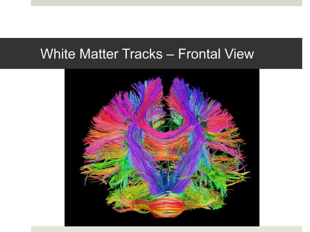 The Teen Brain: Still Under Construction | PPTX