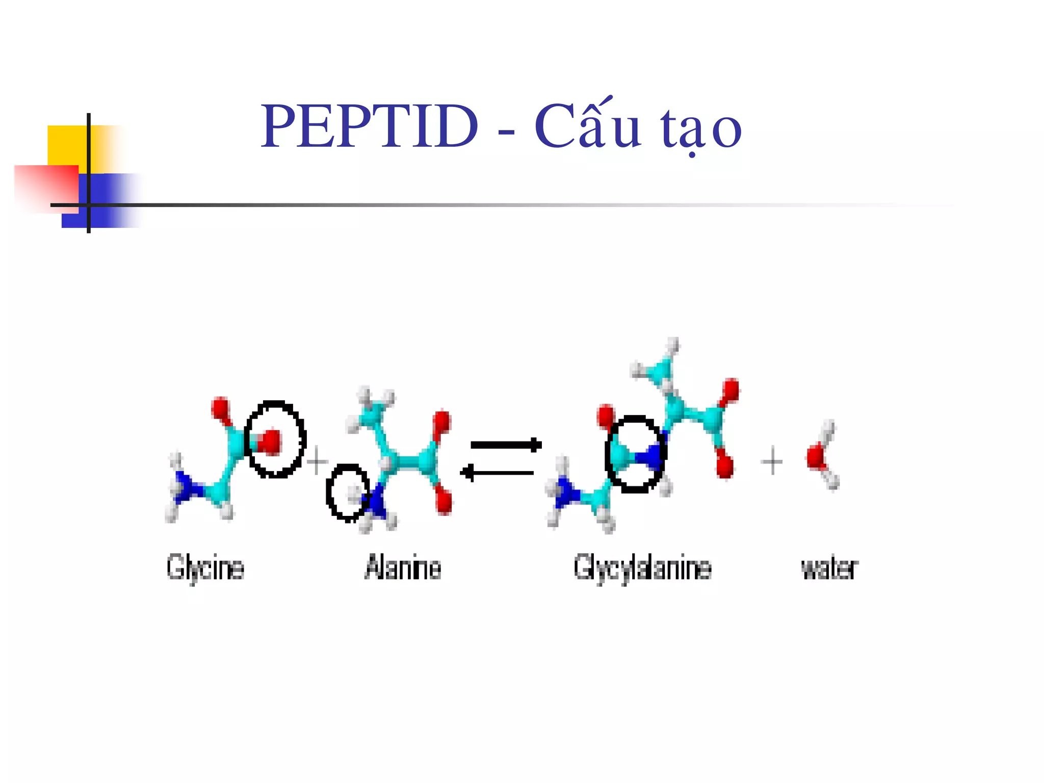Hóa học protid | PDF