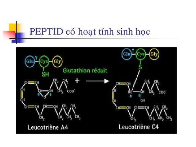 Hóa học protid | PDF
