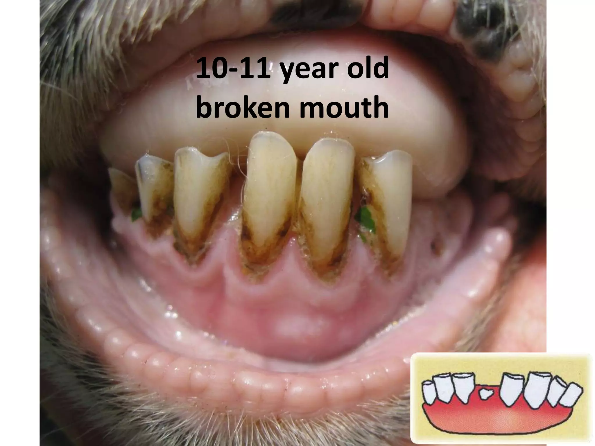 Teeth, tags, and a TSE | PPTX