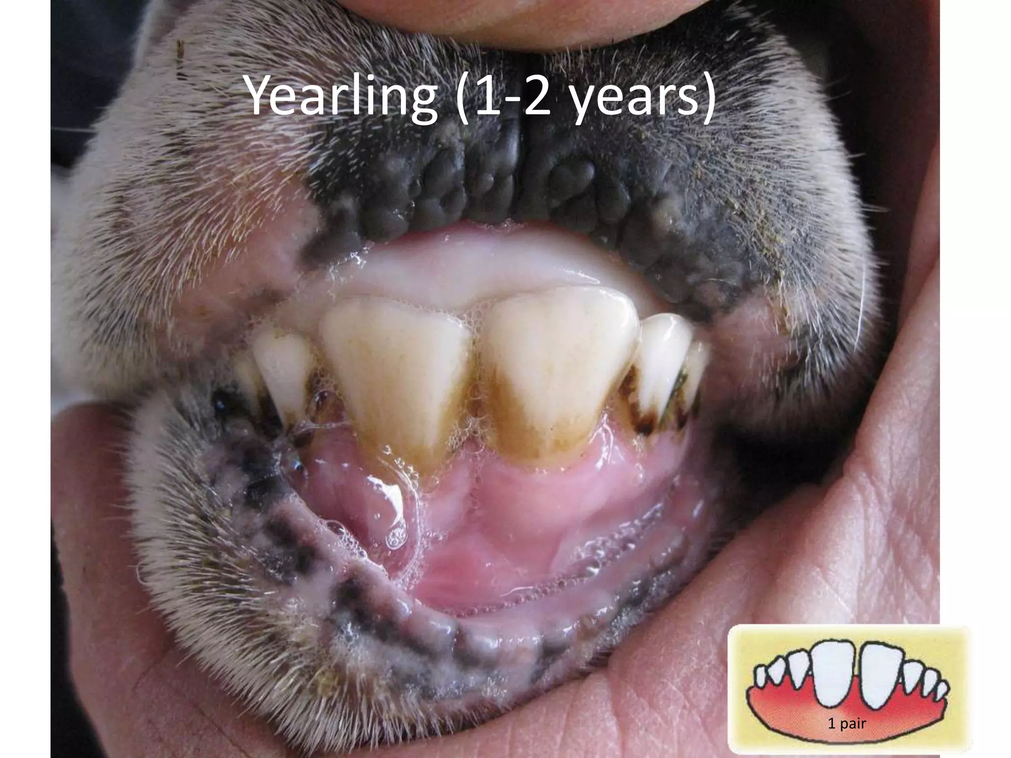Teeth, tags, and a TSE | PPTX