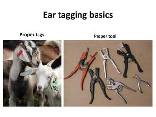 Teeth, tags, and a TSE | PPTX