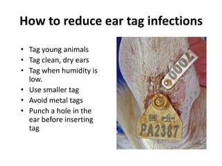 Teeth, tags, and a TSE | PPTX