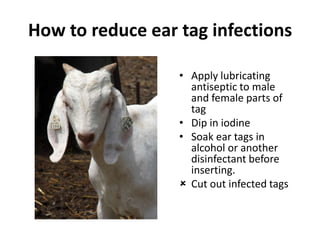 Teeth, tags, and a TSE | PPTX