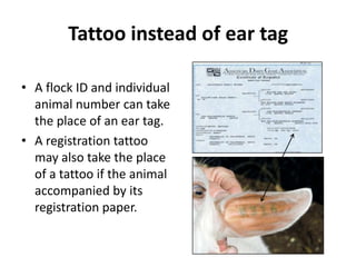 Teeth, tags, and a TSE | PPTX