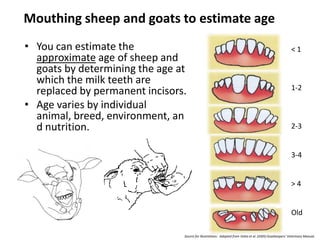 Teeth, tags, and a TSE | PPTX