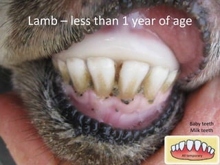 Teeth, tags, and a TSE | PPTX