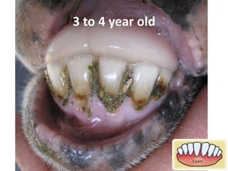 Teeth, tags, and a TSE | PPTX