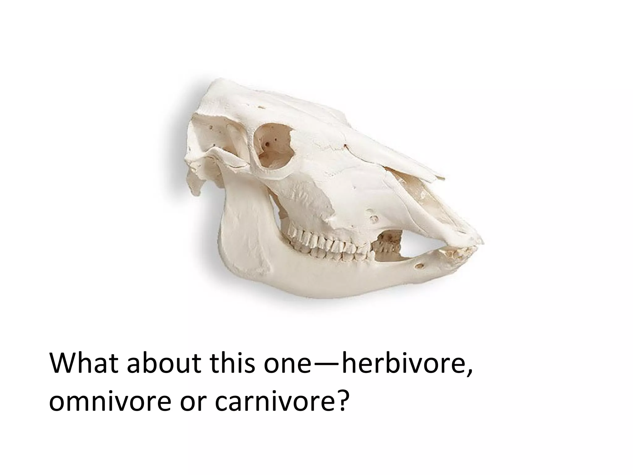 TEETH... tell all. (teach) | PPT