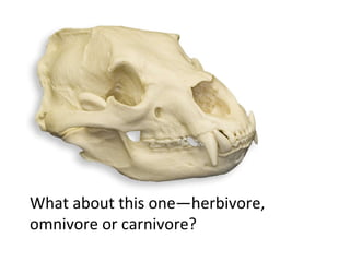 TEETH... tell all. (teach) | PPT