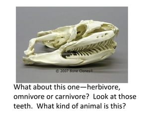 TEETH... tell all. (teach) | PPT