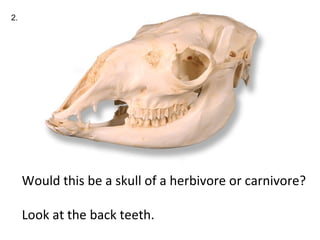 TEETH... tell all. (teach) | PPT