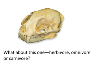 TEETH... tell all. (teach) | PPT