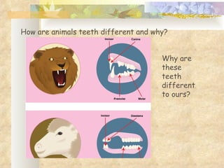 Teeth | PPT | Dental Health | Diseases and Conditions