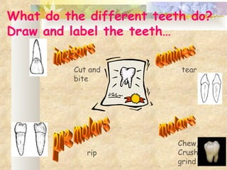 Teeth | PPT | Dental Health | Diseases and Conditions