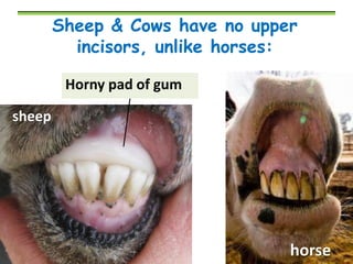 Teeth | PPTX