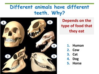 Teeth | PPTX