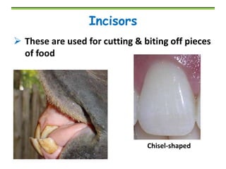 Teeth | PPTX