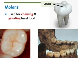 Teeth | PPTX