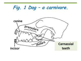 Carnivore Teeth Structure