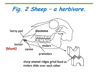 Omnivore Teeth Diagram