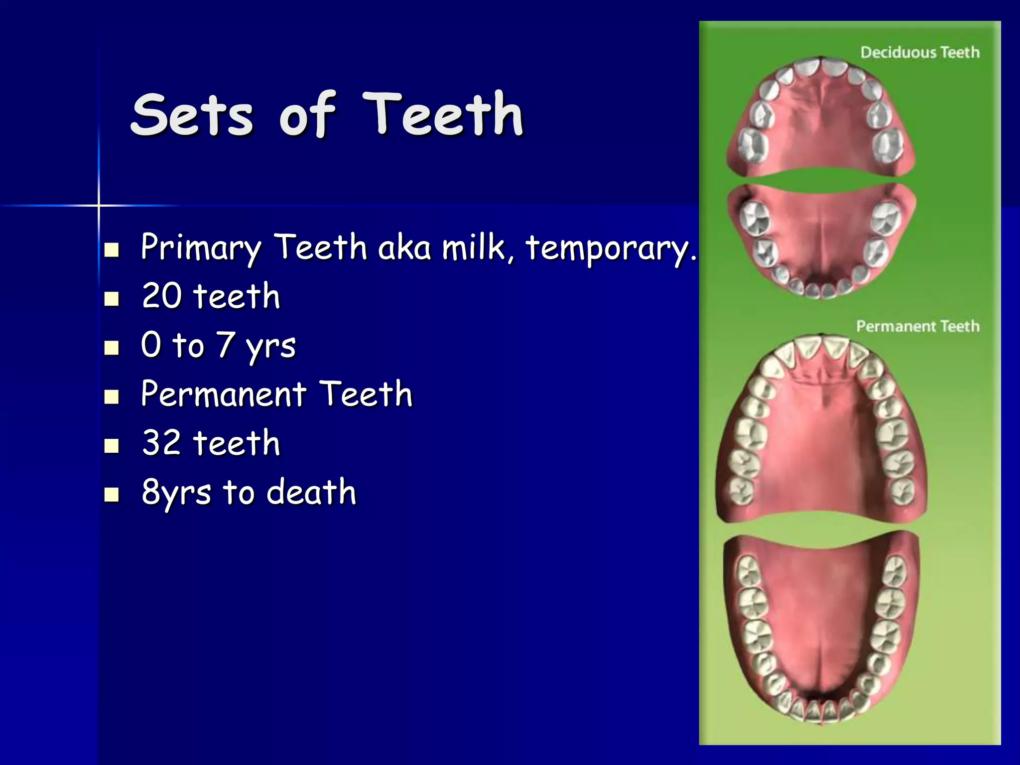 Teeth | PPT