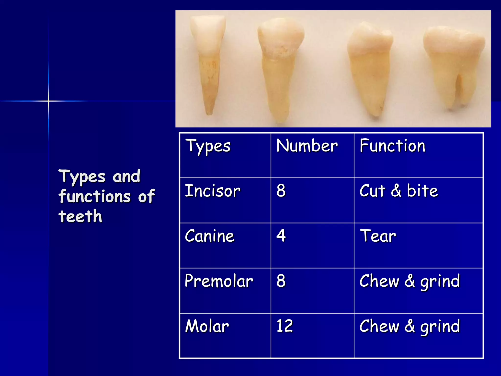 Teeth | PPT