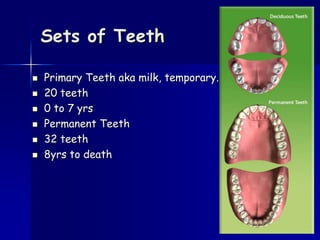 Teeth | PPT