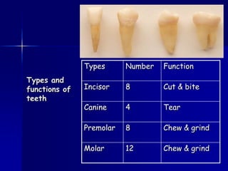 Teeth | PPT